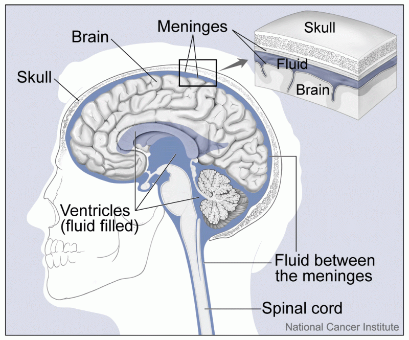 Cerebrospinal Fluid (CSF) Testing - Testing.com