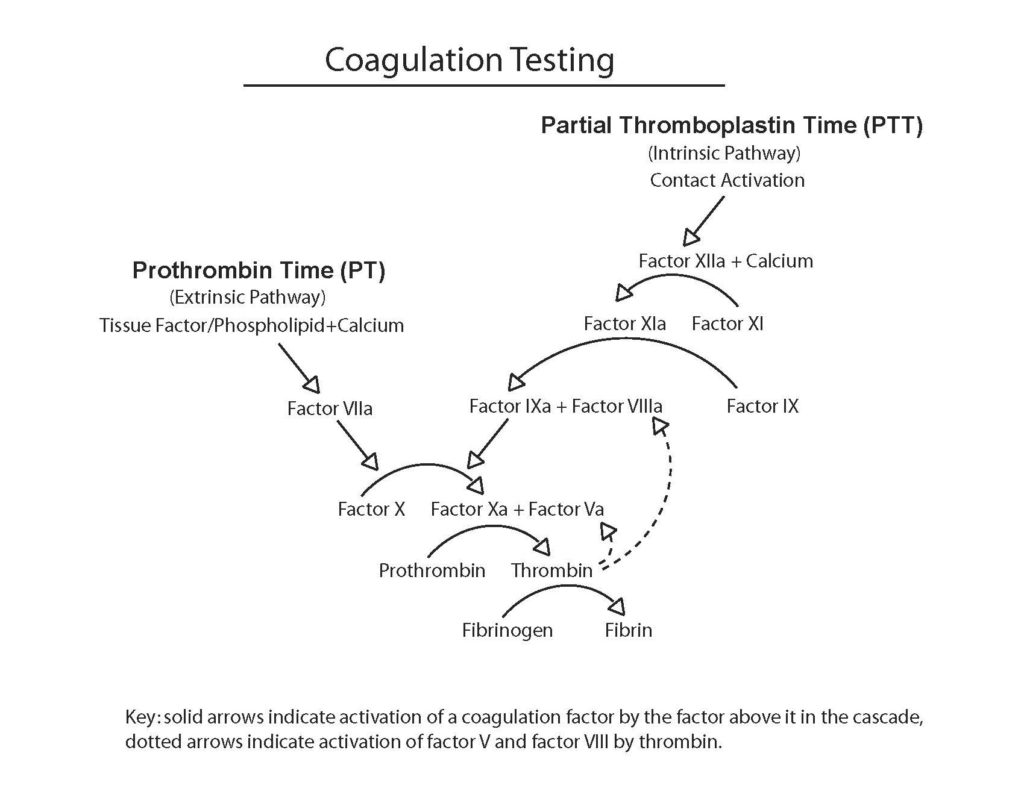 Coagulation Cascade: How Blood Clotting Tests Work | Testing.com