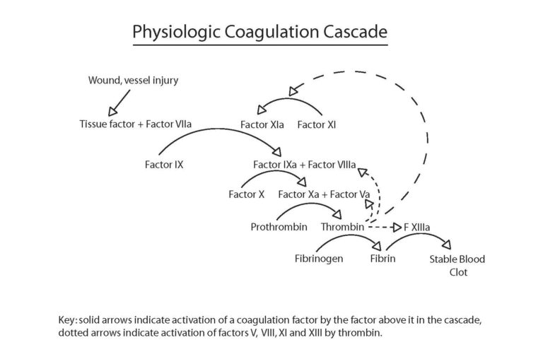 Coagulation Cascade - Testing.com